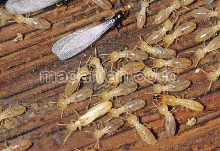Bahan Pengawet Kayu Alami Anti Rayap - Madaniah™
