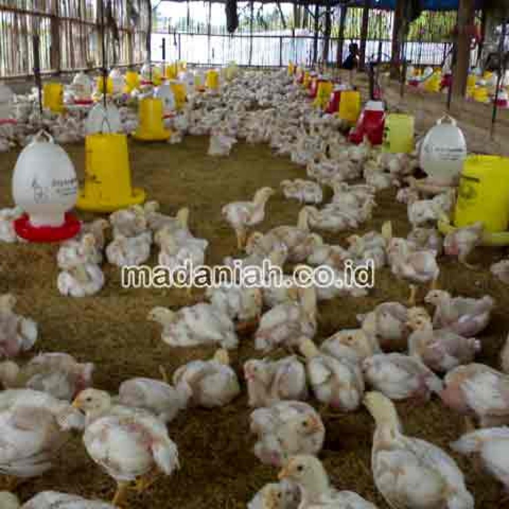 Desinfektan Alami Untuk Sanitasi Kandang Peternakan Ayam