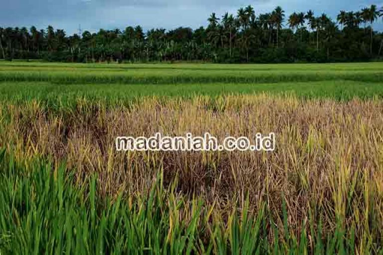 4 Cara Ampuh Membasmi Hama Wereng Tanaman Padi - Madaniah™