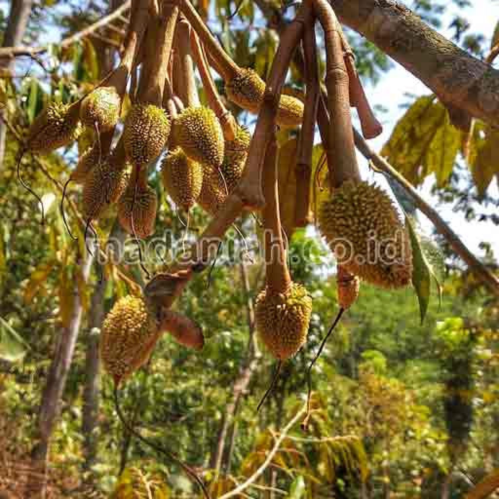 4 Langkah Efektif Untuk Mengurangi Bakal Buah Rontok - Madaniah™