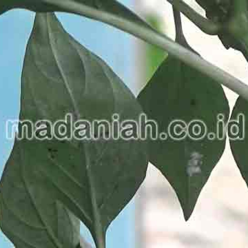 Cara Alami Membasmi Hama Kutu Daun Tanaman Cabai - Madaniah™
