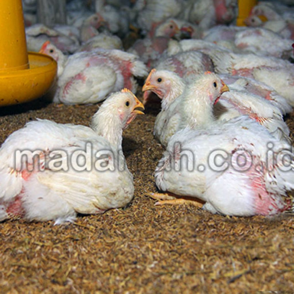 Desinfektan Alami Untuk Sanitasi Kandang Peternakan Ayam