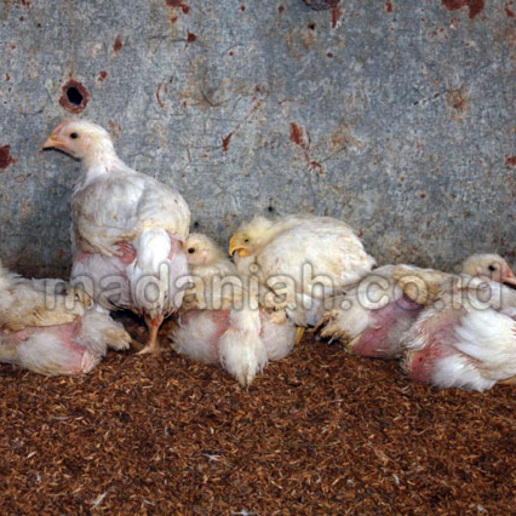 Obat Alami Mencegah Penyakit E.Coli Peternakan Ayam - Madaniah™