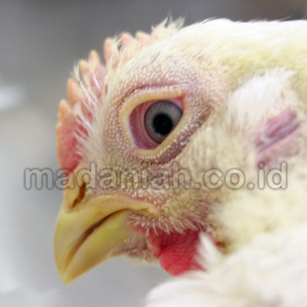 Obat Alami Mencegah Penyakit E.Coli Peternakan Ayam - Madaniah™