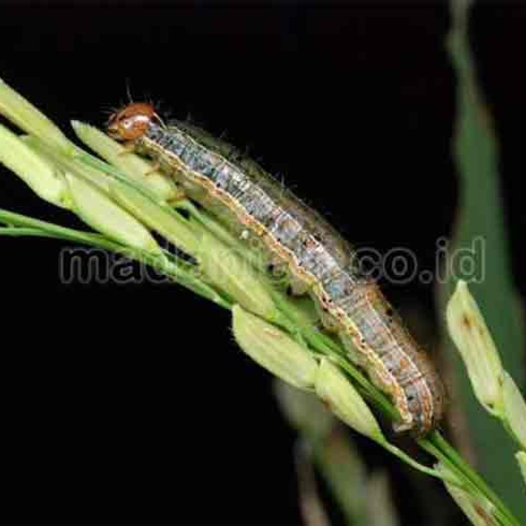 Obat Alami Mengendalikan Hama Ulat Grayak Tanaman Padi