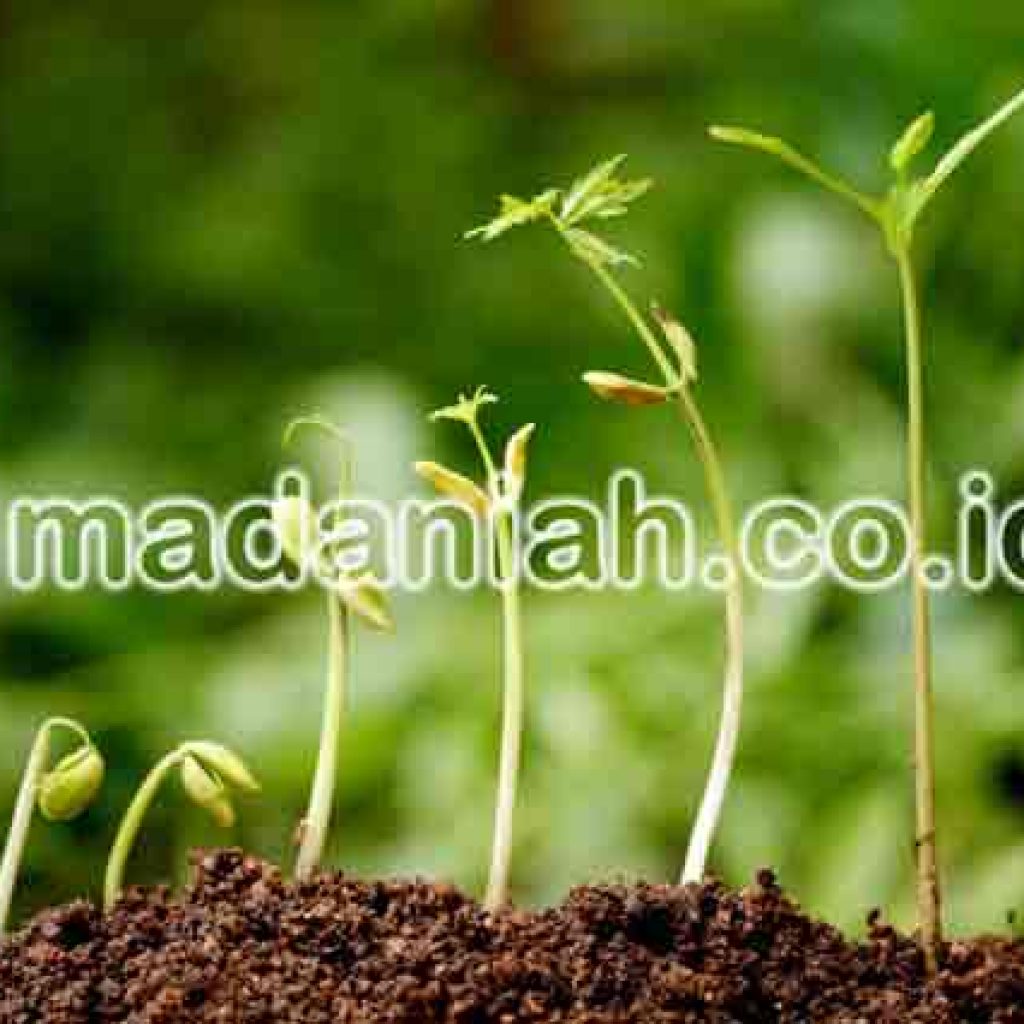 Pupuk Alami Organik Untuk Mempercepat Pertumbuhan Tanaman